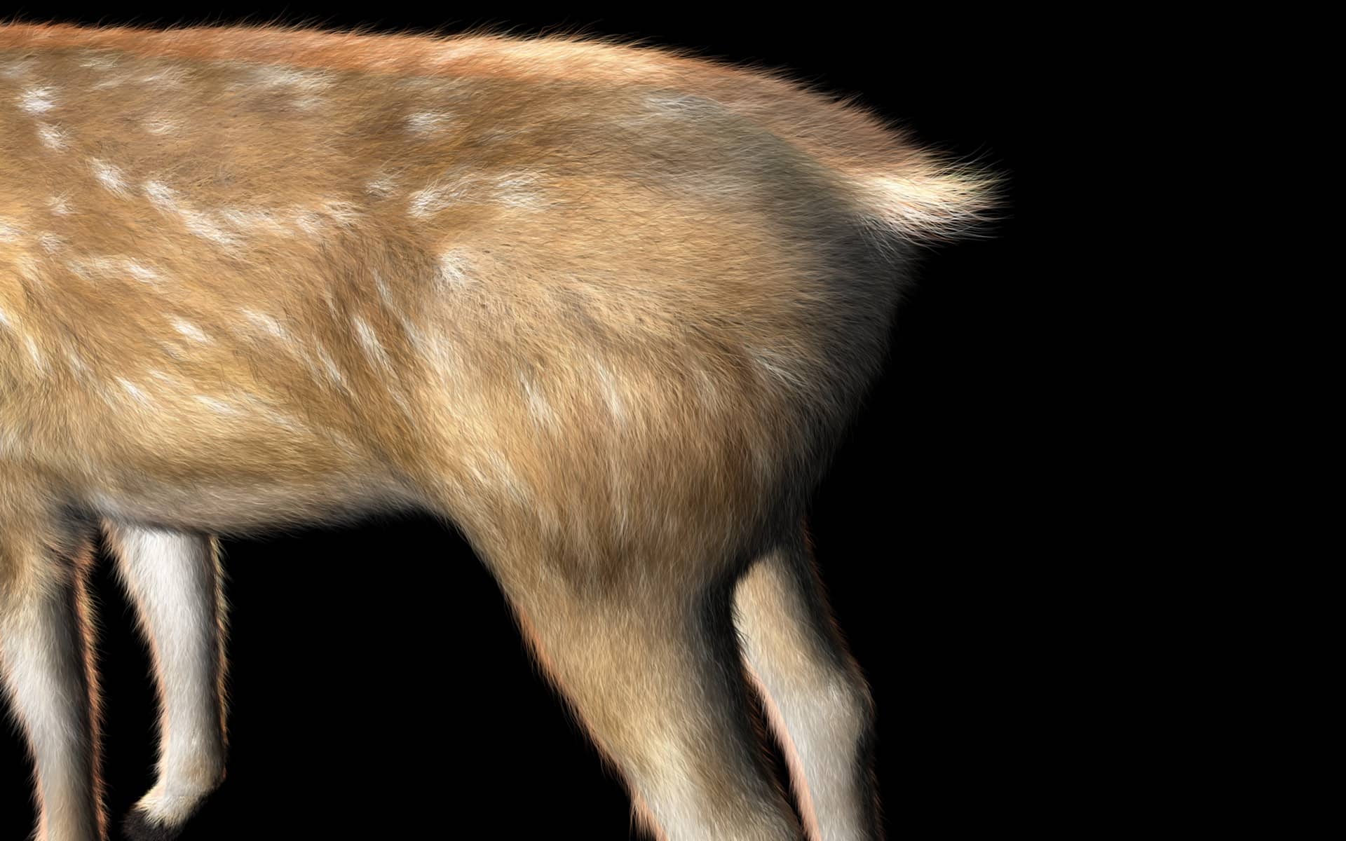 Deer - 3D Model by 3dstudio