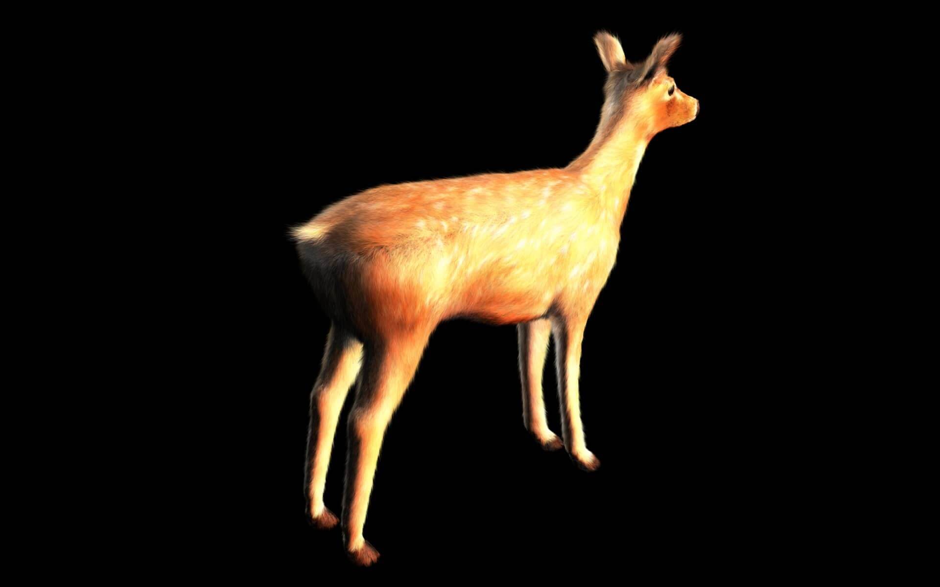 Deer - 3D Model by 3dstudio