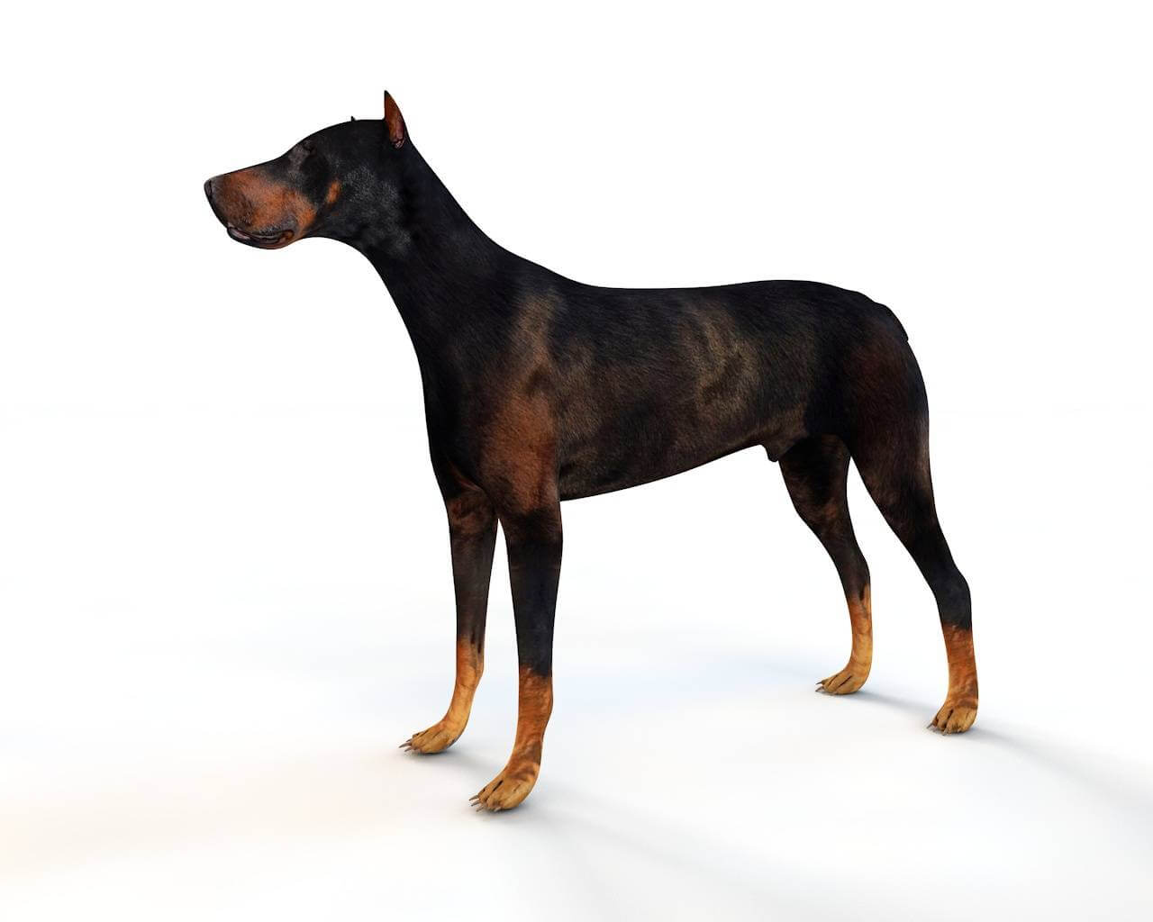 Doberman Black - 3D Model by 3dstudio