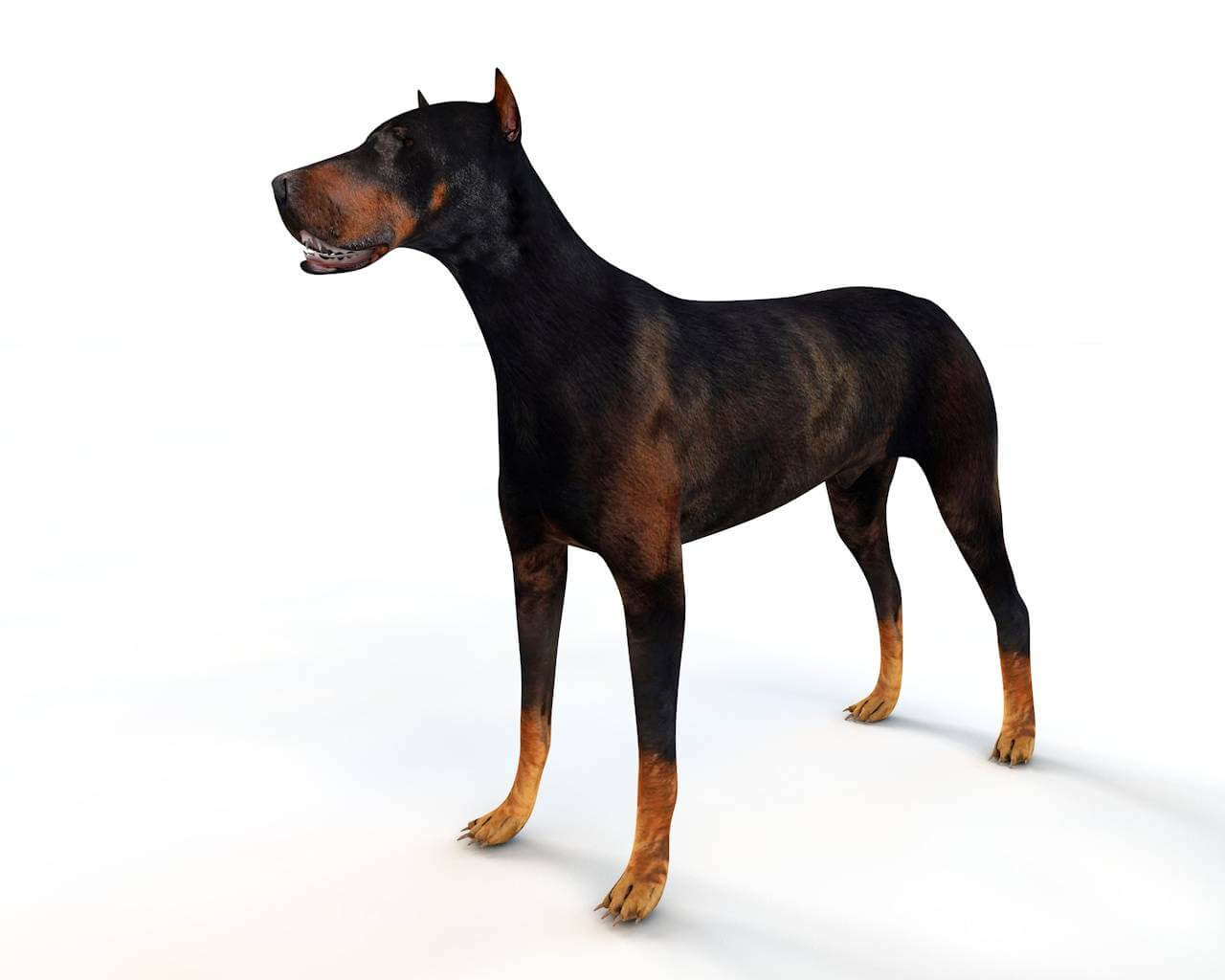 Doberman Black - 3D Model by 3dstudio