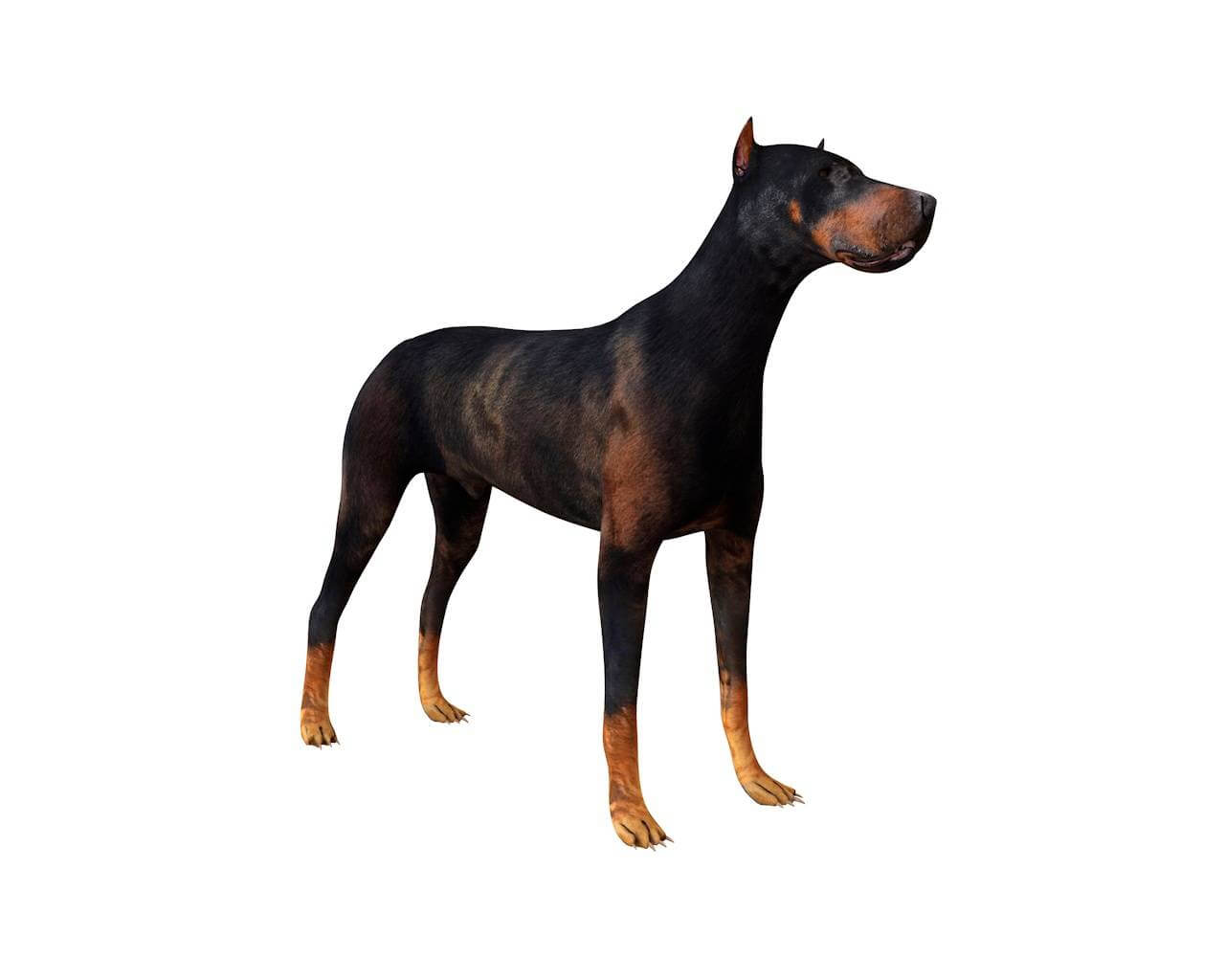 Doberman Black - 3D Model by 3dstudio
