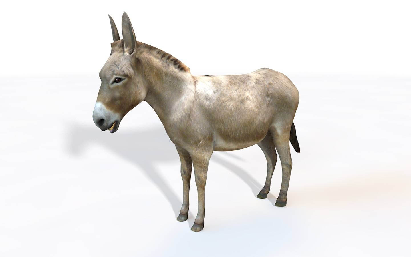 Donkey - 3D Model by 3dstudio