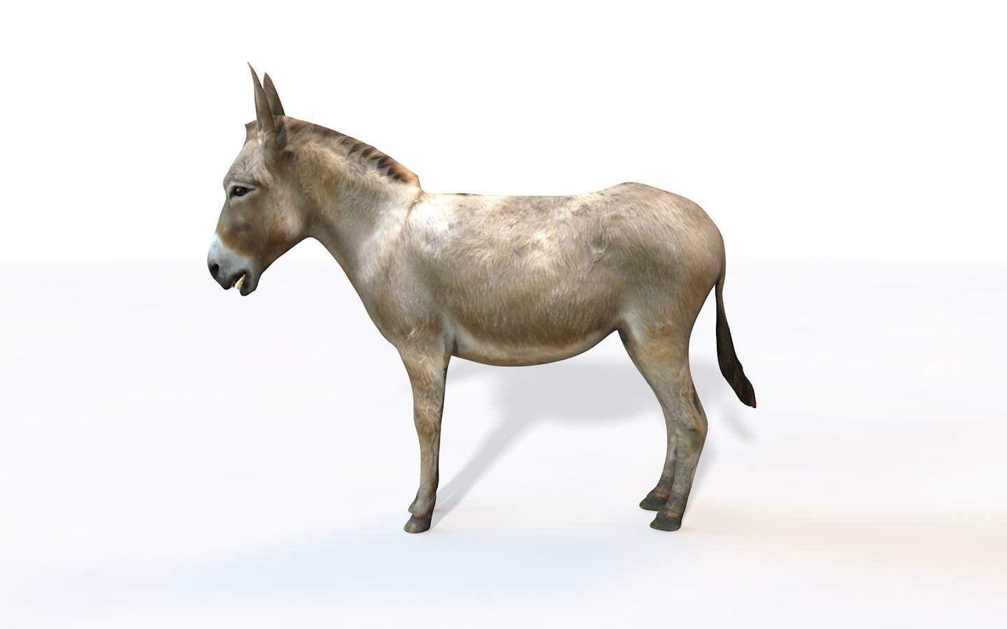 Donkey - 3D Model by 3dstudio