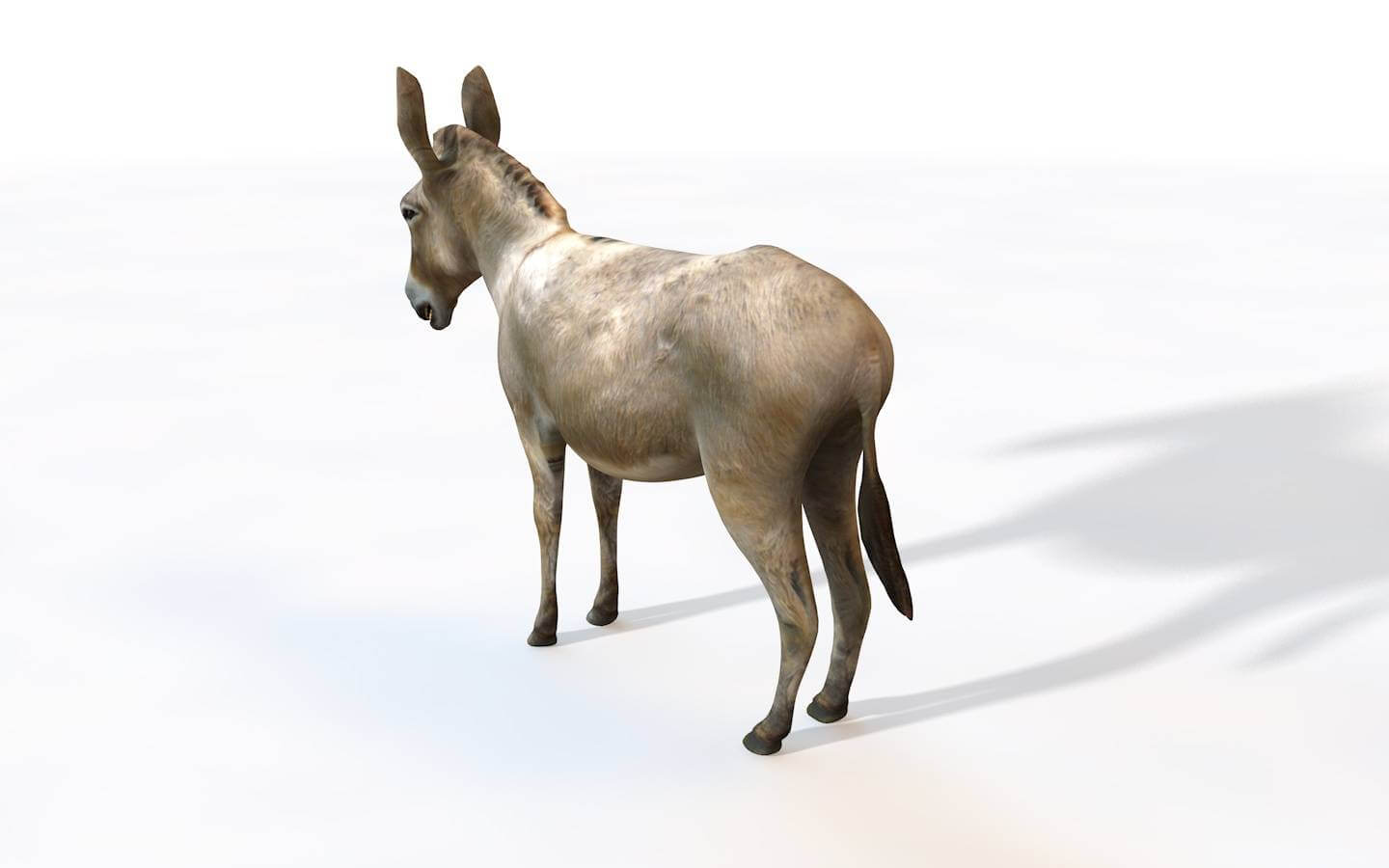 Donkey - 3D Model by 3dstudio