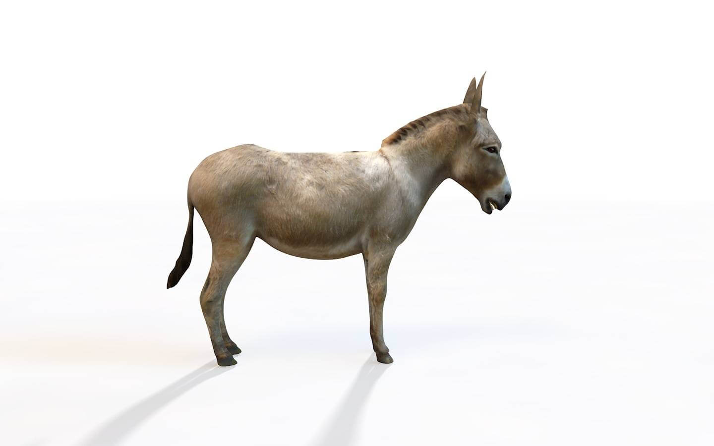 Donkey - 3D Model by 3dstudio
