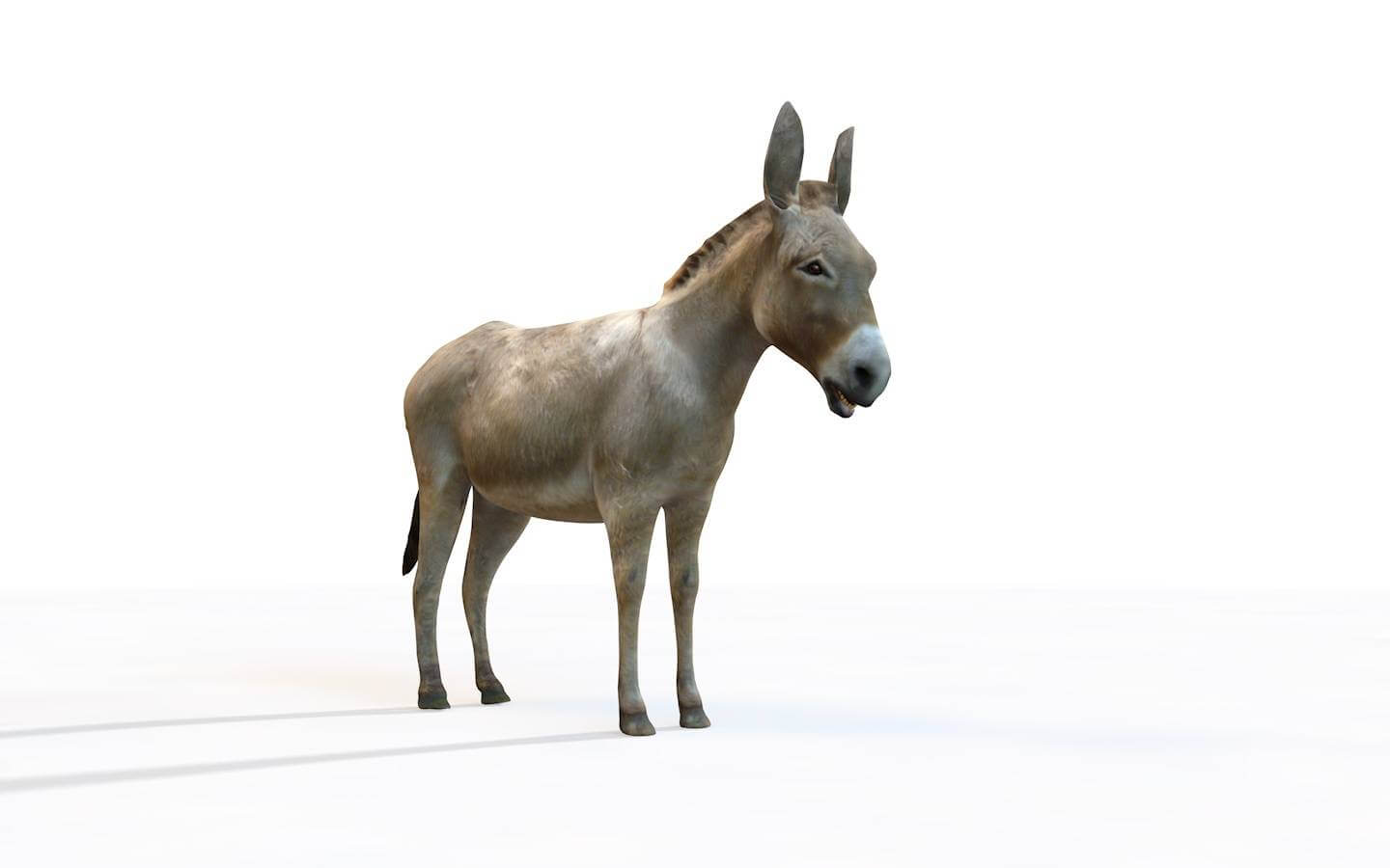 Donkey - 3D Model by 3dstudio