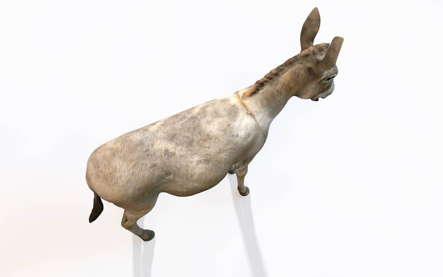 Donkey - 3D Model by 3dstudio