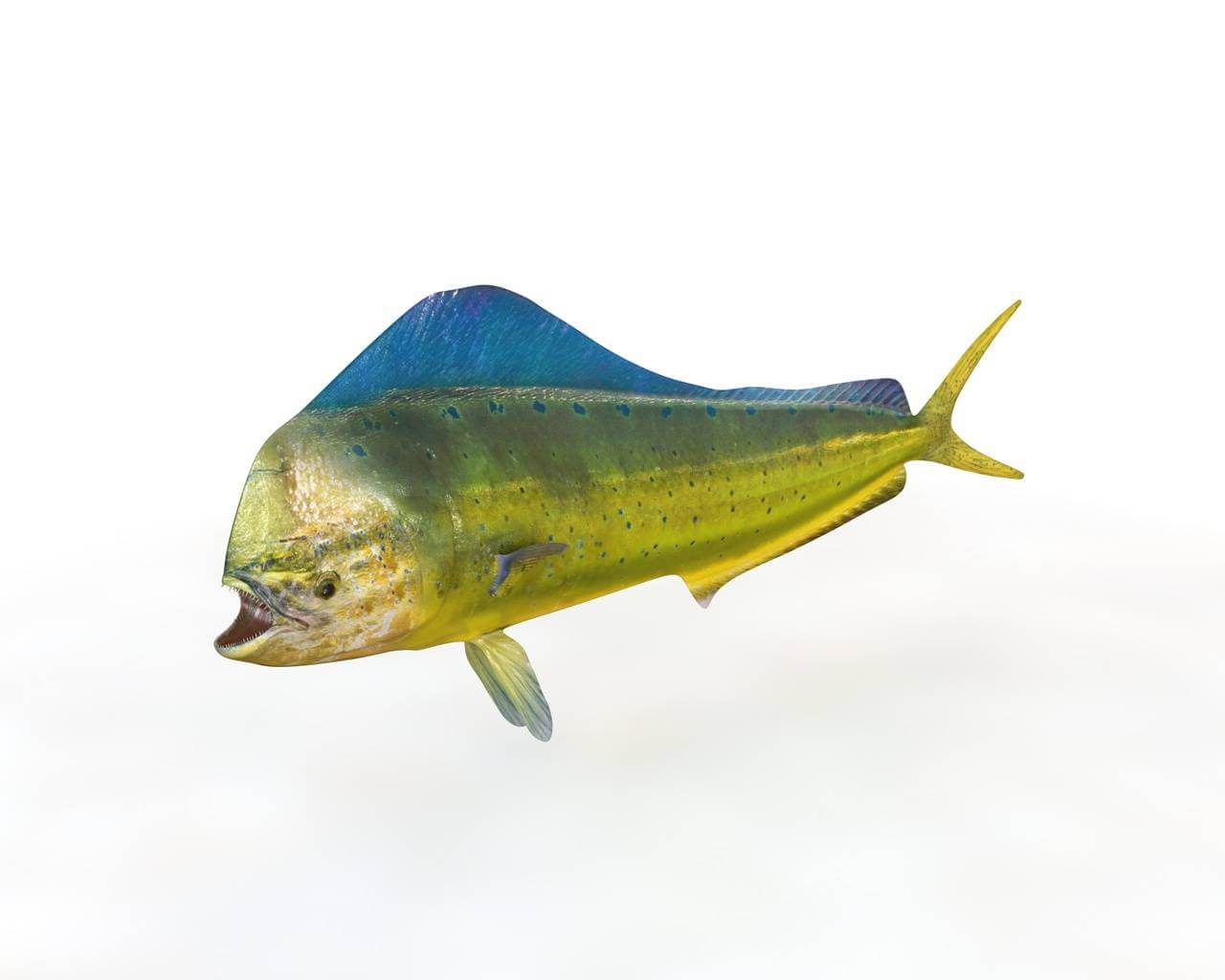 Dorado Mahi Mahi - 3D Model by 3dstudio