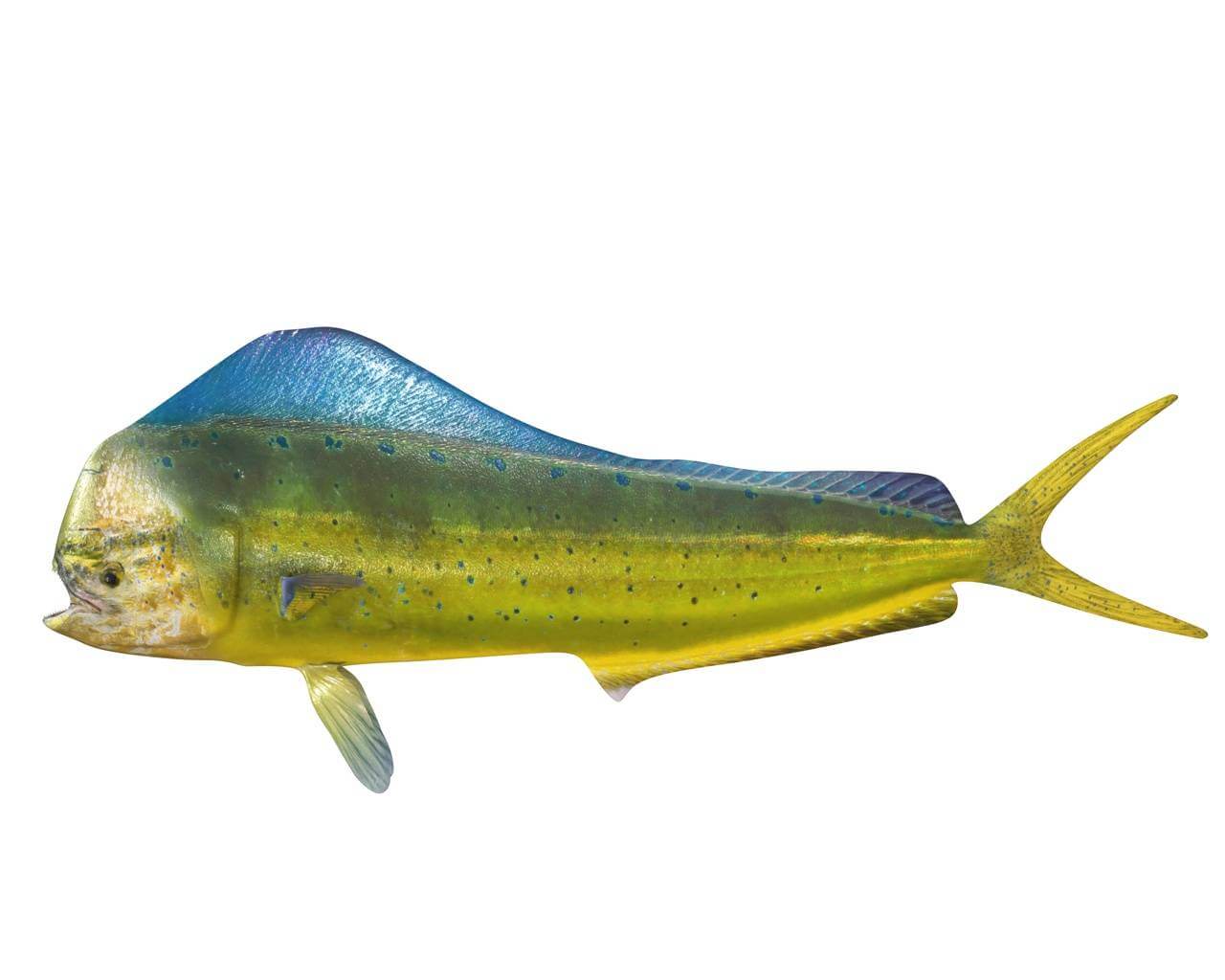 Dorado Mahi Mahi - 3D Model by 3dstudio