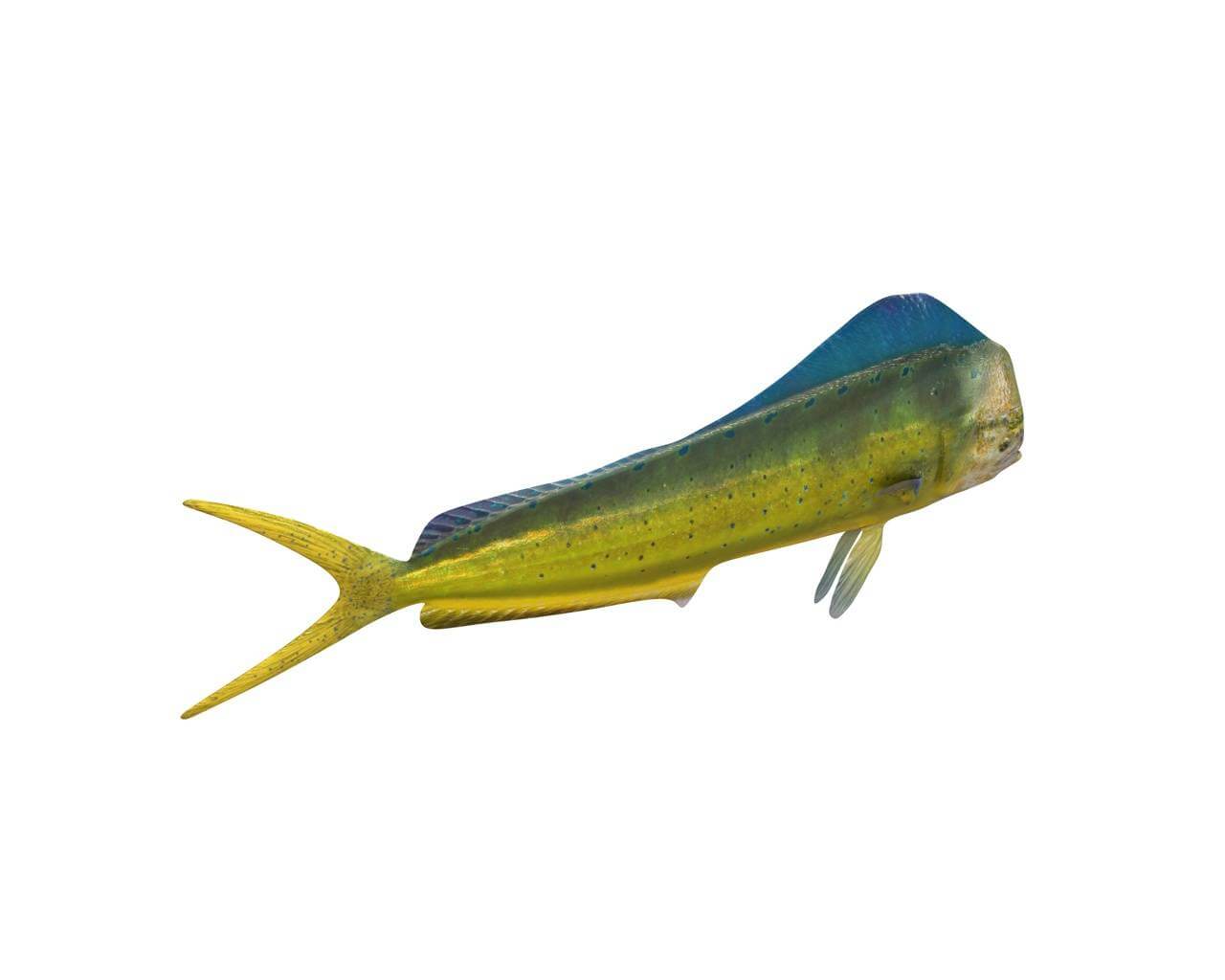Dorado Mahi Mahi - 3D Model by 3dstudio