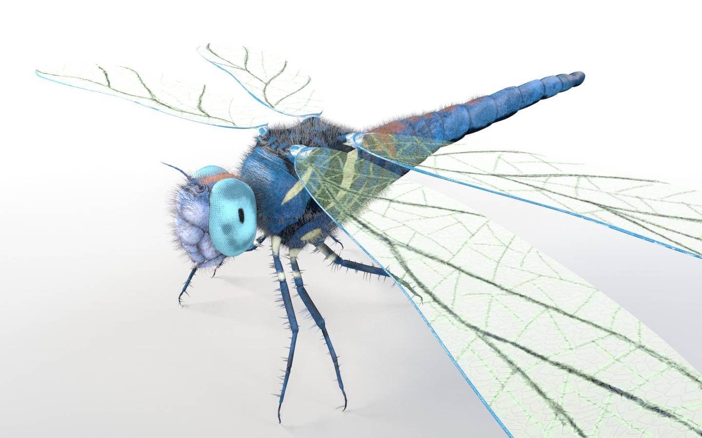 Dragonfly - 3D Model by 3dstudio