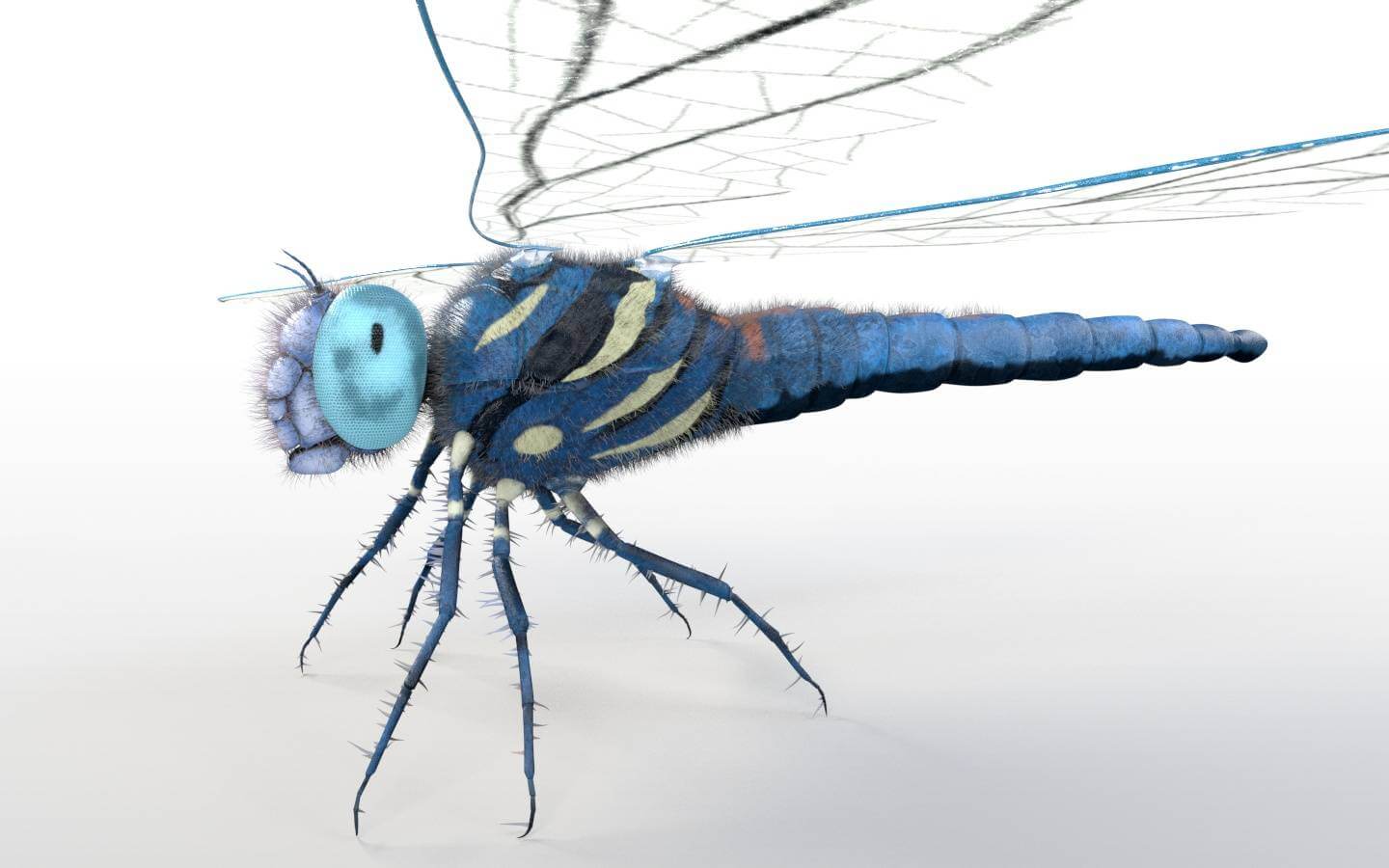 Dragonfly - 3D Model by 3dstudio
