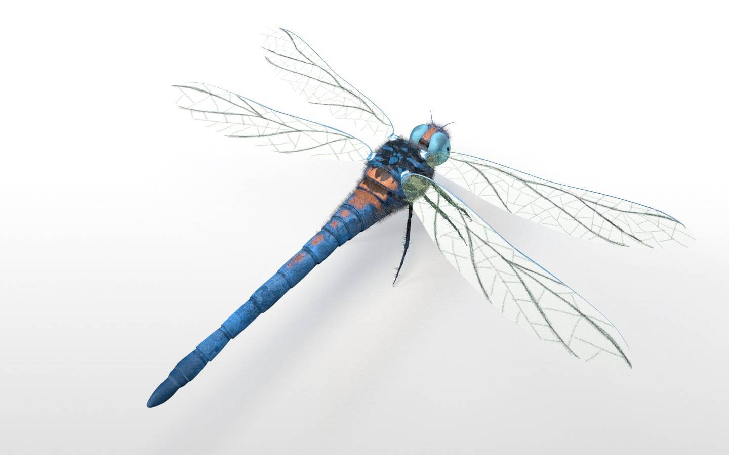 Dragonfly - 3D Model by 3dstudio