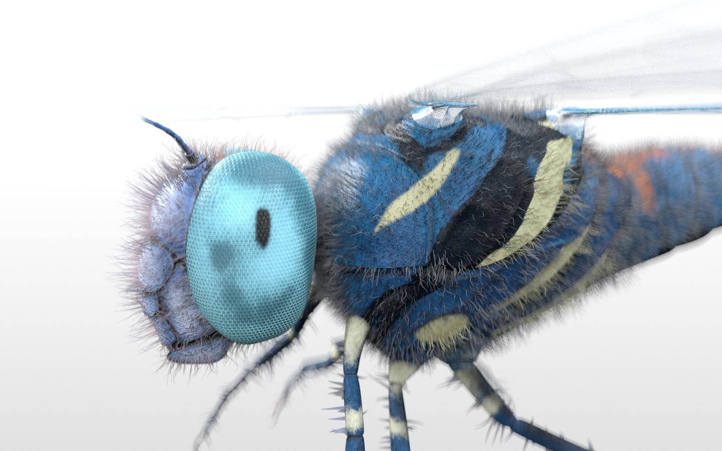 Dragonfly - 3D Model by 3dstudio