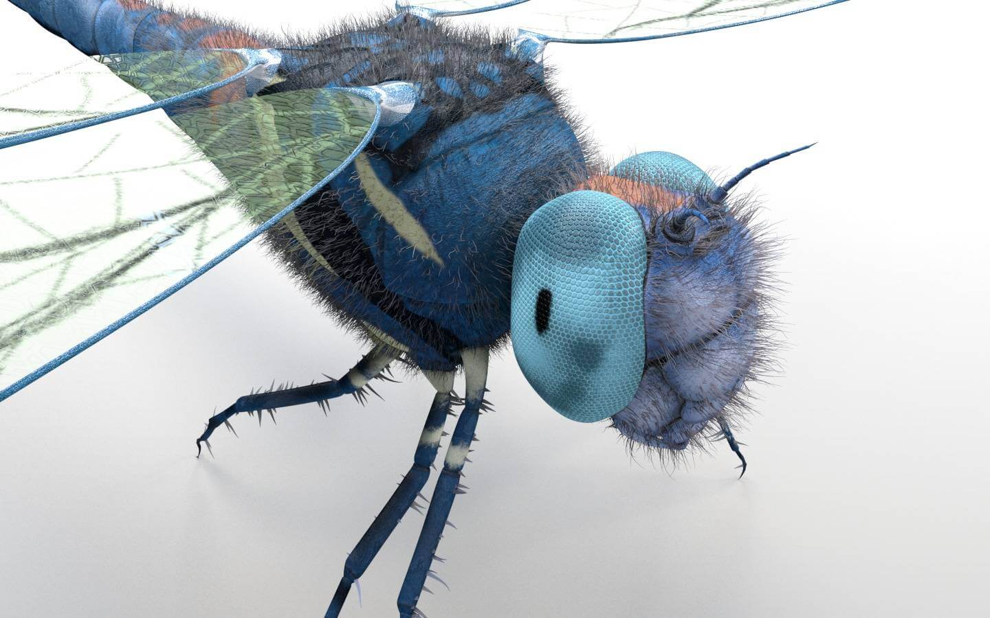 Dragonfly - 3D Model by 3dstudio