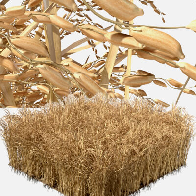 Dried Field Section - 3D Model by 3dstudio