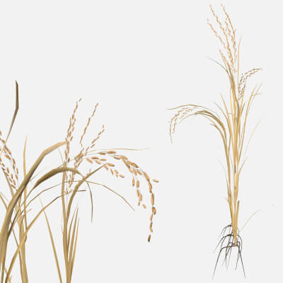 Dried Rice Stalk - 3D Model by 3dstudio