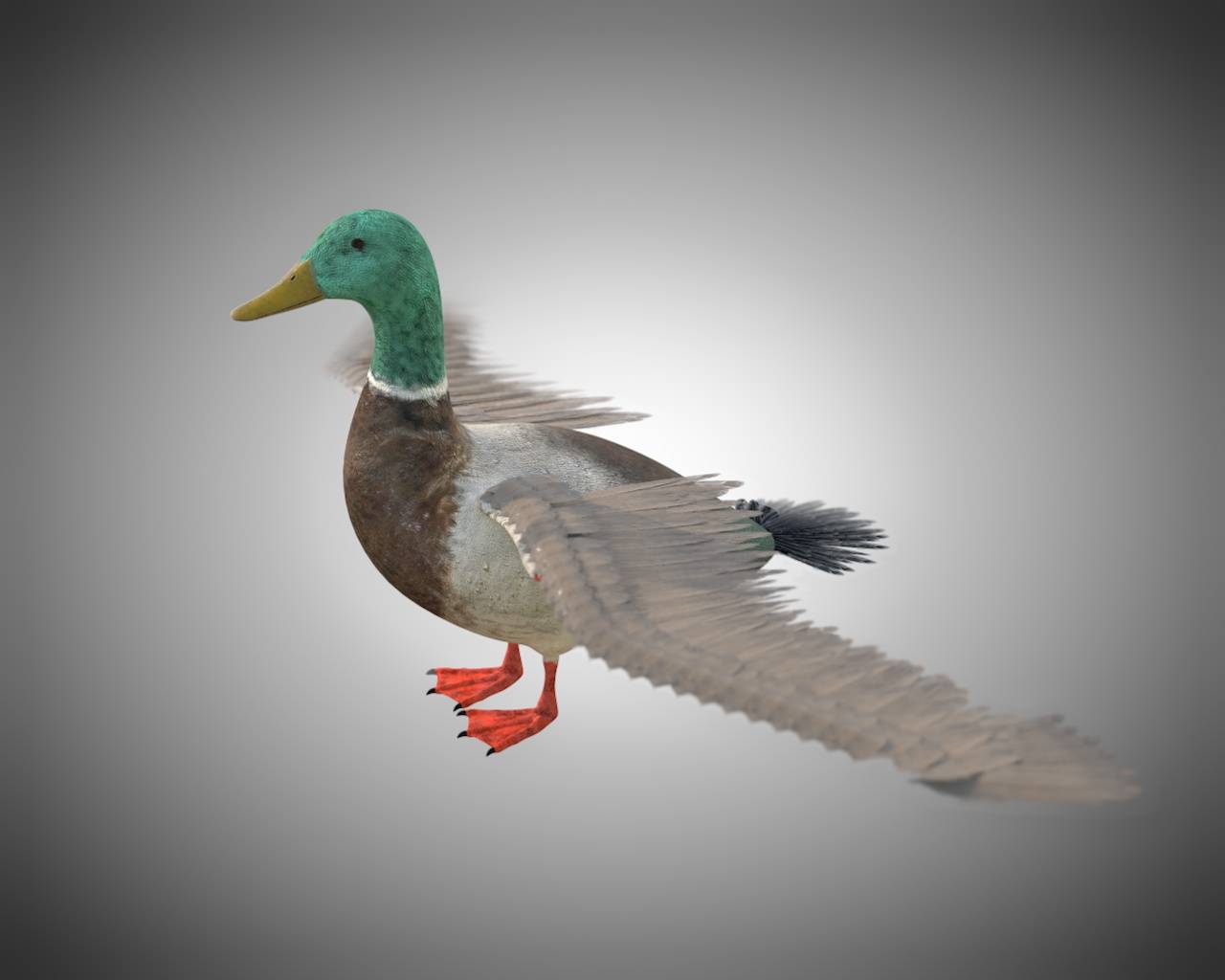 Duck - 3D Model by 3dstudio