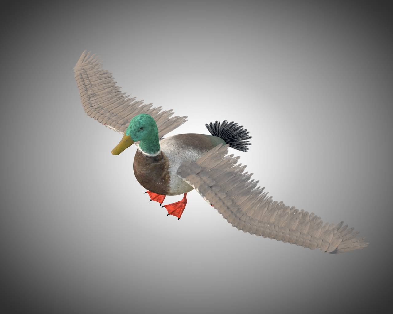 Duck - 3D Model by 3dstudio