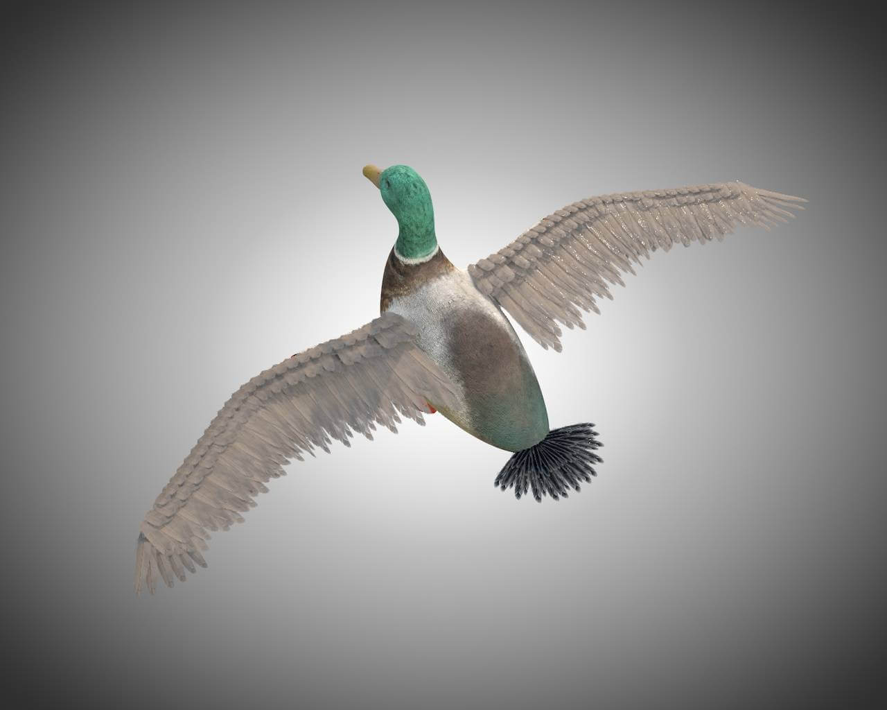 Duck - 3D Model by 3dstudio