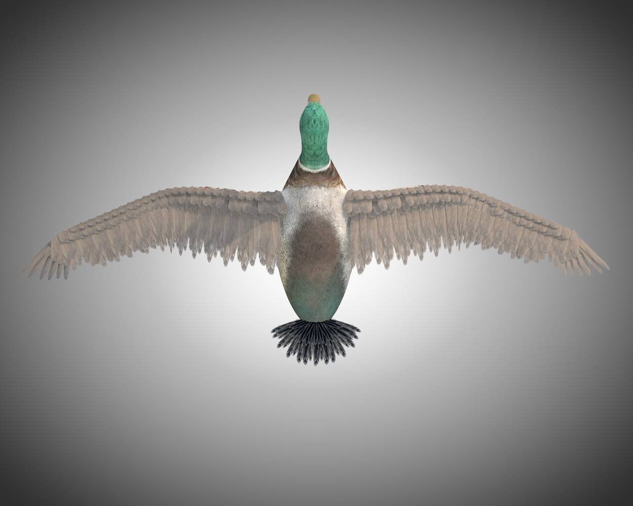 Duck - 3D Model by 3dstudio