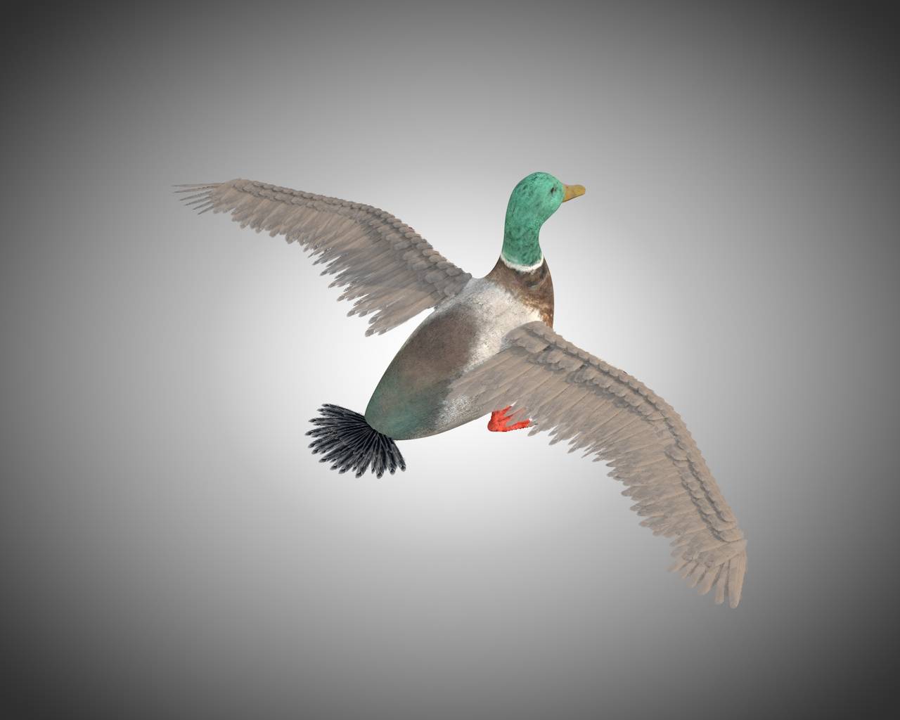 Duck - 3D Model by 3dstudio