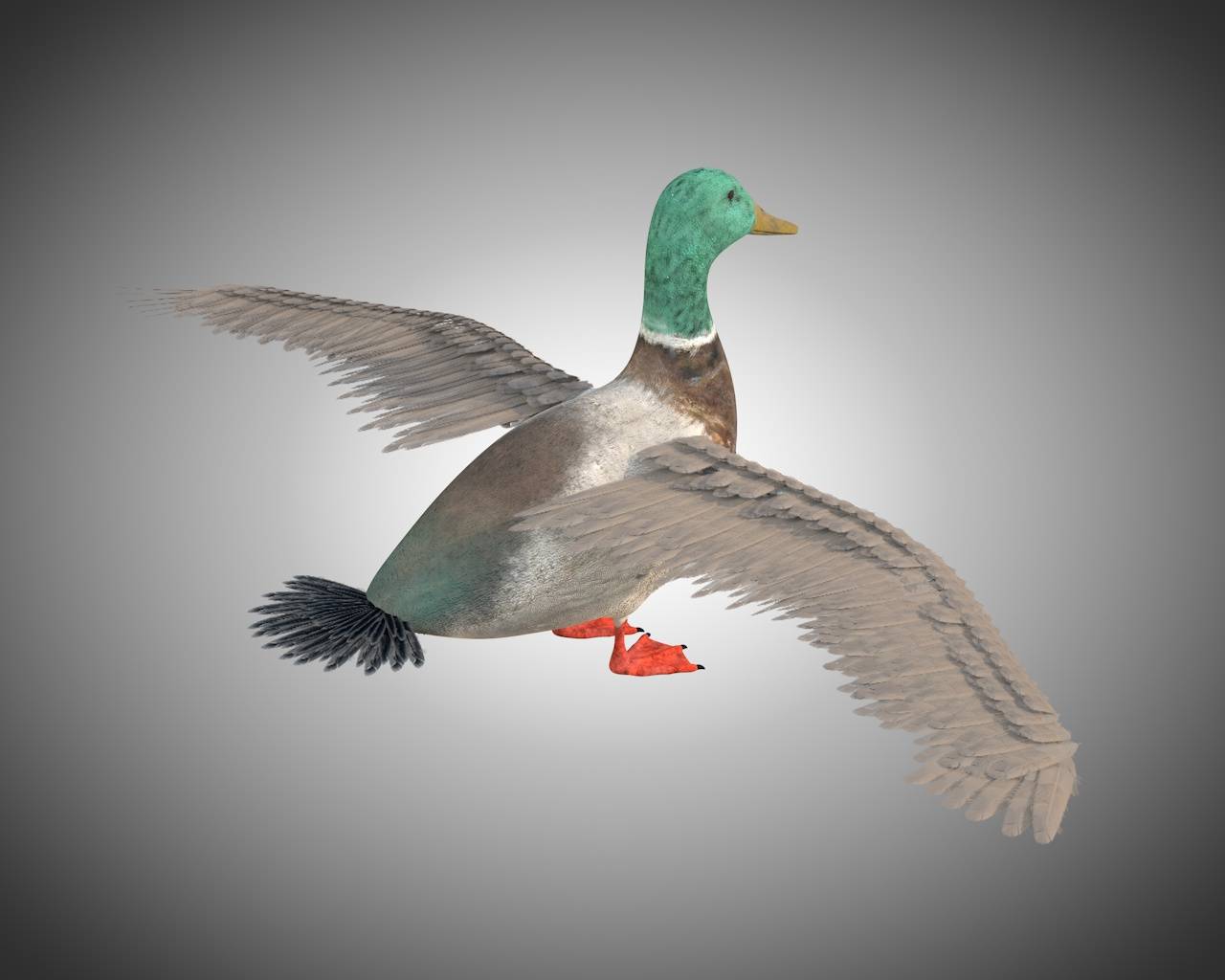 Duck - 3D Model by 3dstudio