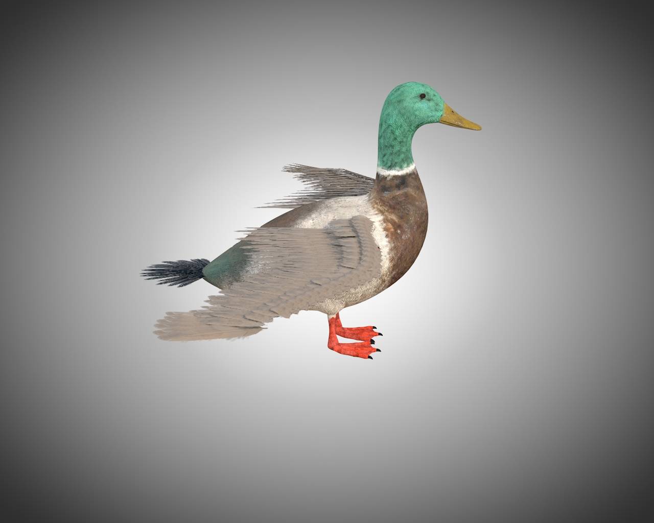 Duck - 3D Model by 3dstudio