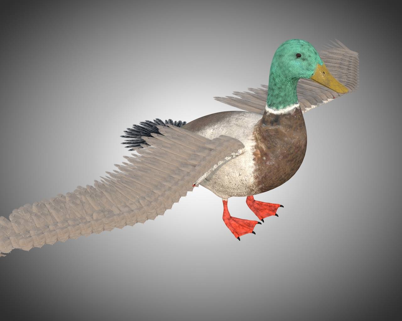 Duck - 3D Model by 3dstudio