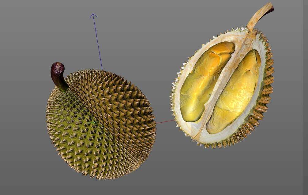 Durian Fruit - 3D Model by 3dstudio