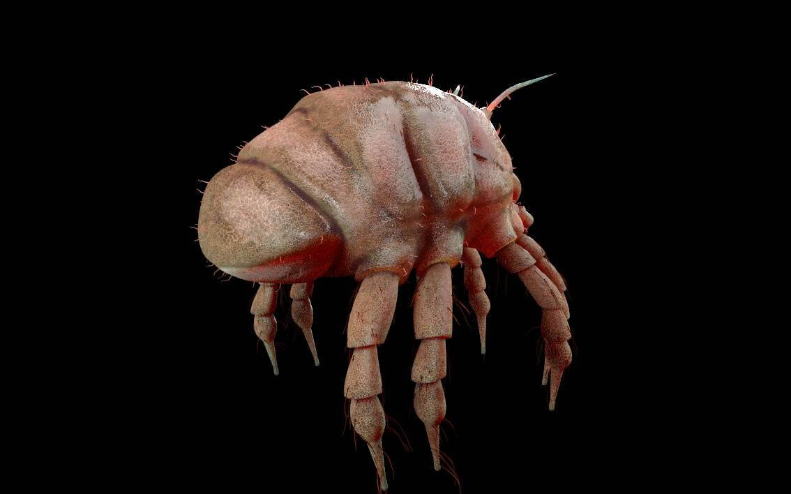 Dust Mite - 3D Model by 3dstudio
