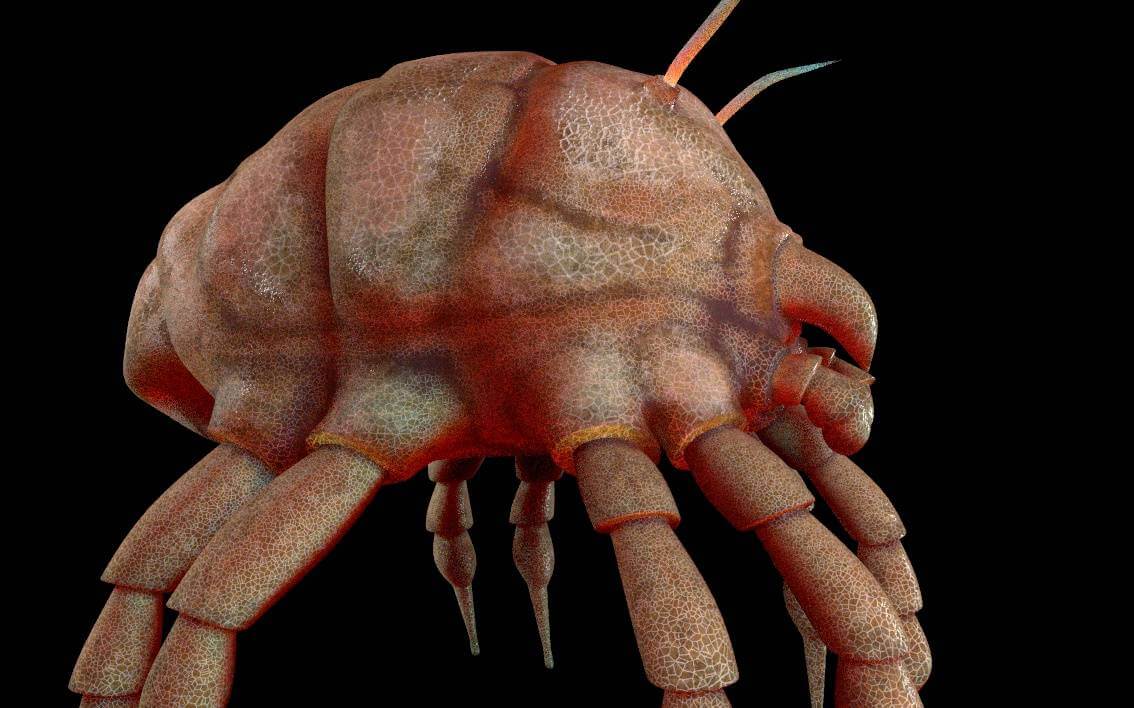 Dust Mite - 3D Model by 3dstudio