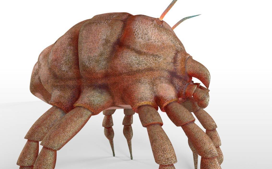 Dust Mite - 3D Model by 3dstudio
