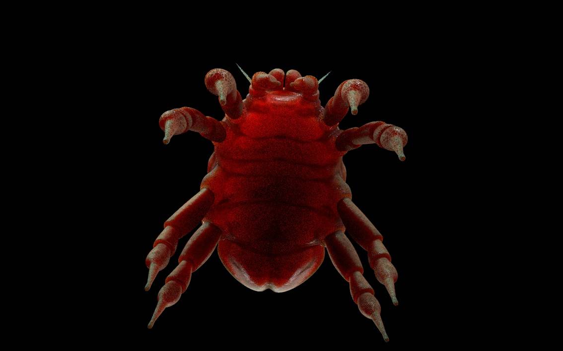 Dust Mite - 3D Model by 3dstudio