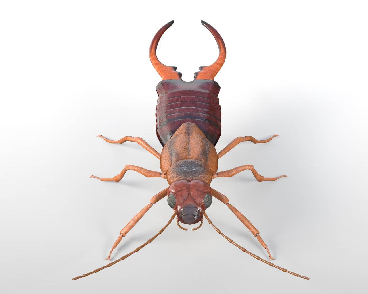 Earwigs - 3D Model by 3dstudio