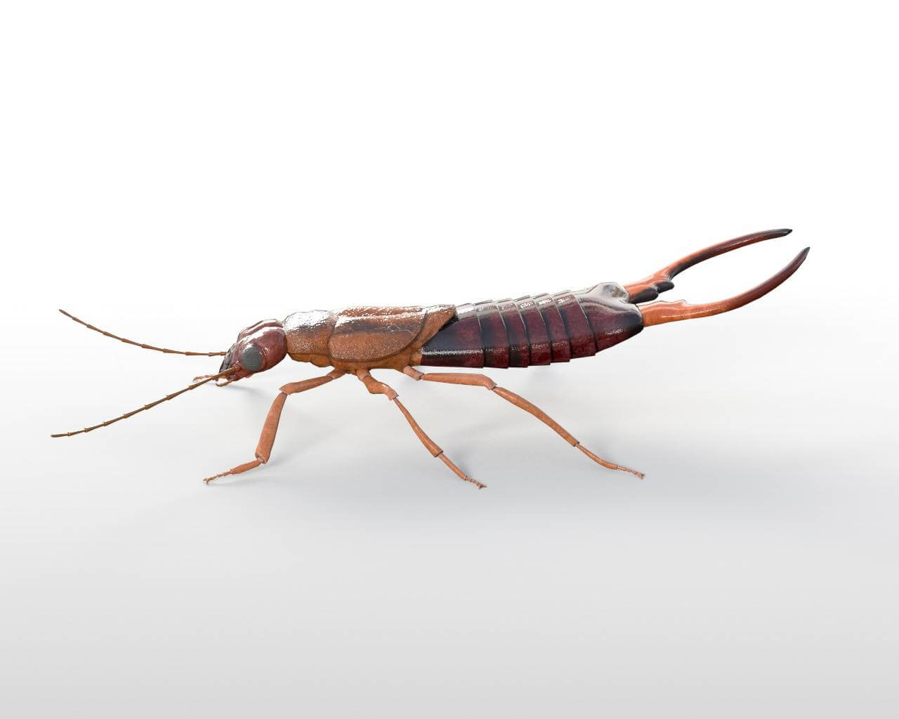Earwigs - 3D Model by 3dstudio