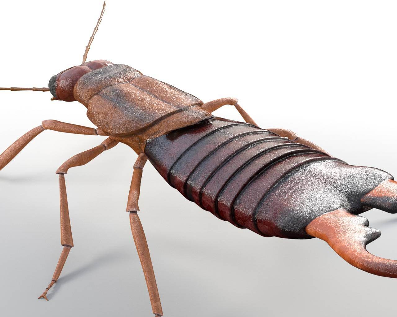Earwigs - 3D Model by 3dstudio