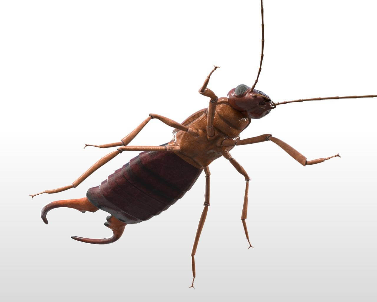 Earwigs - 3D Model by 3dstudio