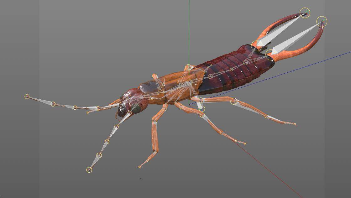 Earwigs - 3D Model by 3dstudio
