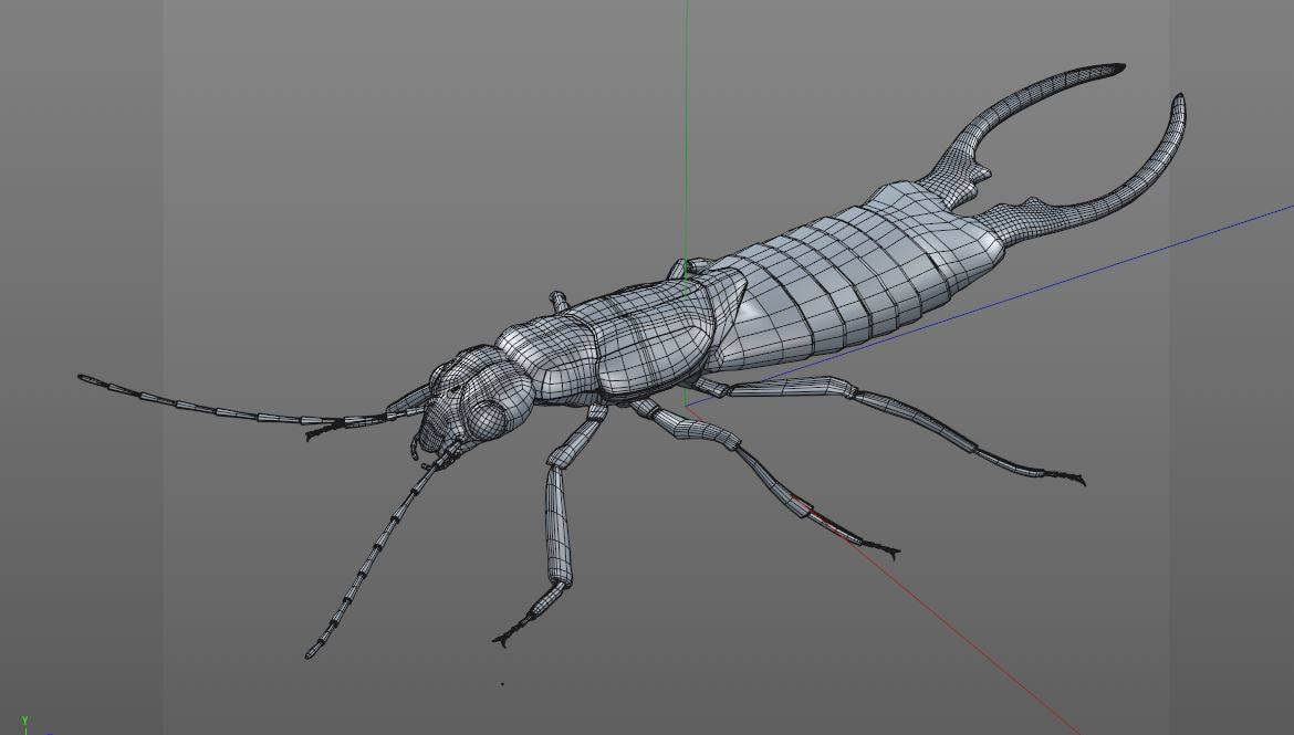 Earwigs - 3D Model by 3dstudio