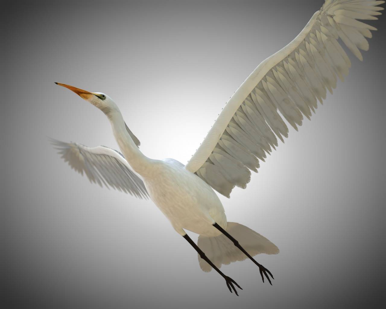 Egret - 3D Model by 3dstudio
