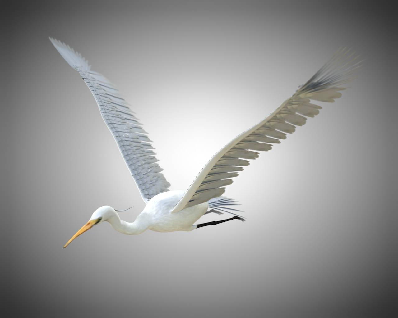 Egret - 3D Model by 3dstudio