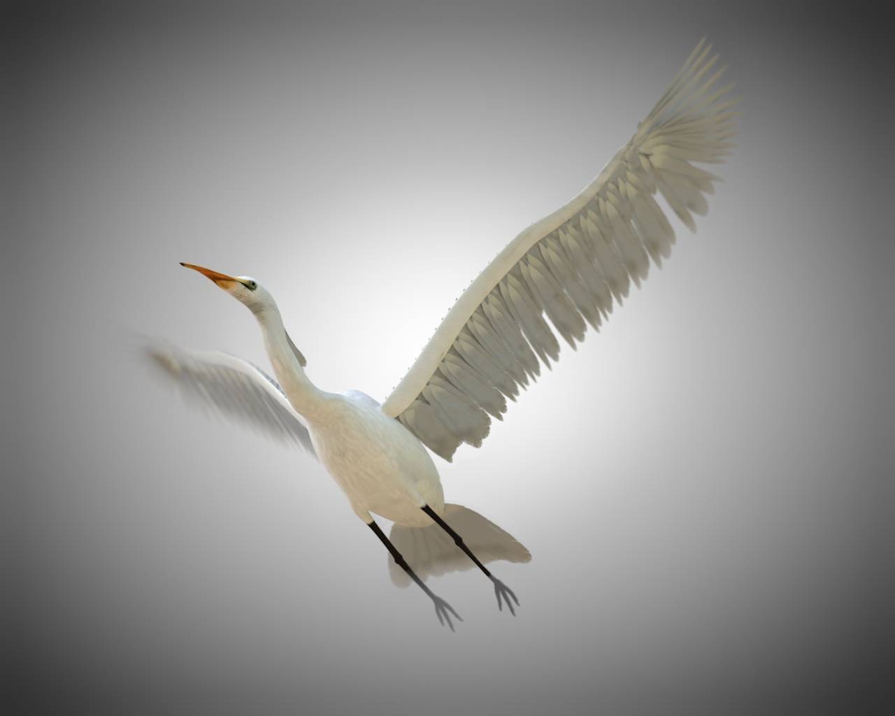 Egret - 3D Model by 3dstudio