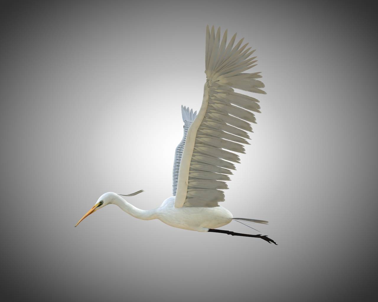Egret - 3D Model by 3dstudio