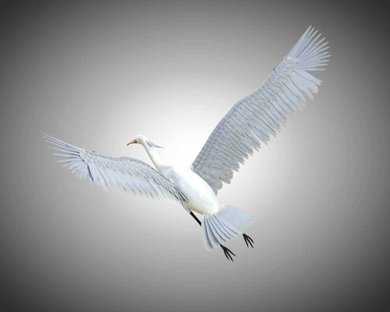 Egret - 3D Model by 3dstudio