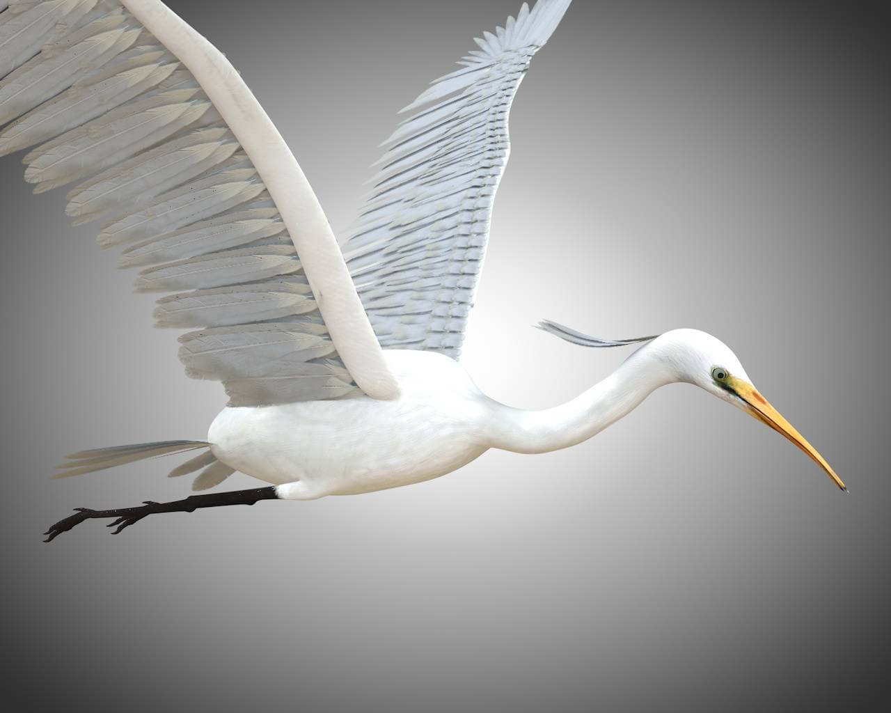 Egret - 3D Model by 3dstudio
