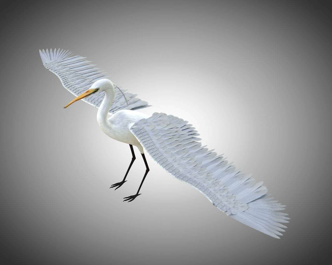 Egret - 3D Model by 3dstudio