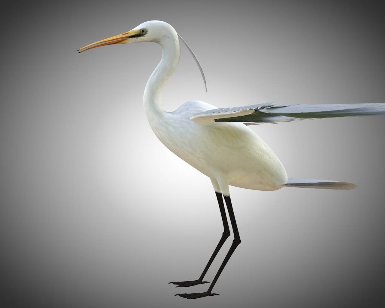 Egret - 3D Model by 3dstudio