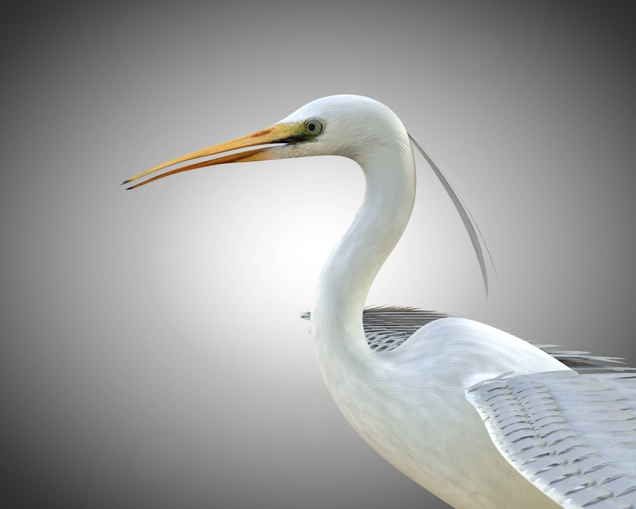 Egret - 3D Model by 3dstudio