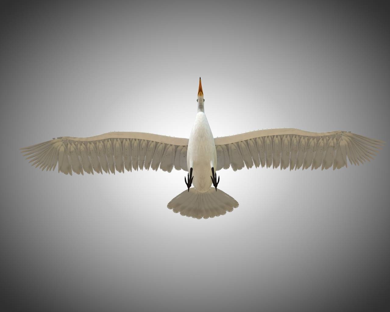 Egret - 3D Model by 3dstudio